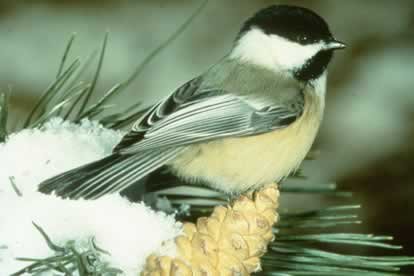 Hojack29_jpg – Friends of Webster Trails