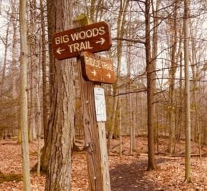 Gosnell Big Woods Preserve – Friends of Webster Trails