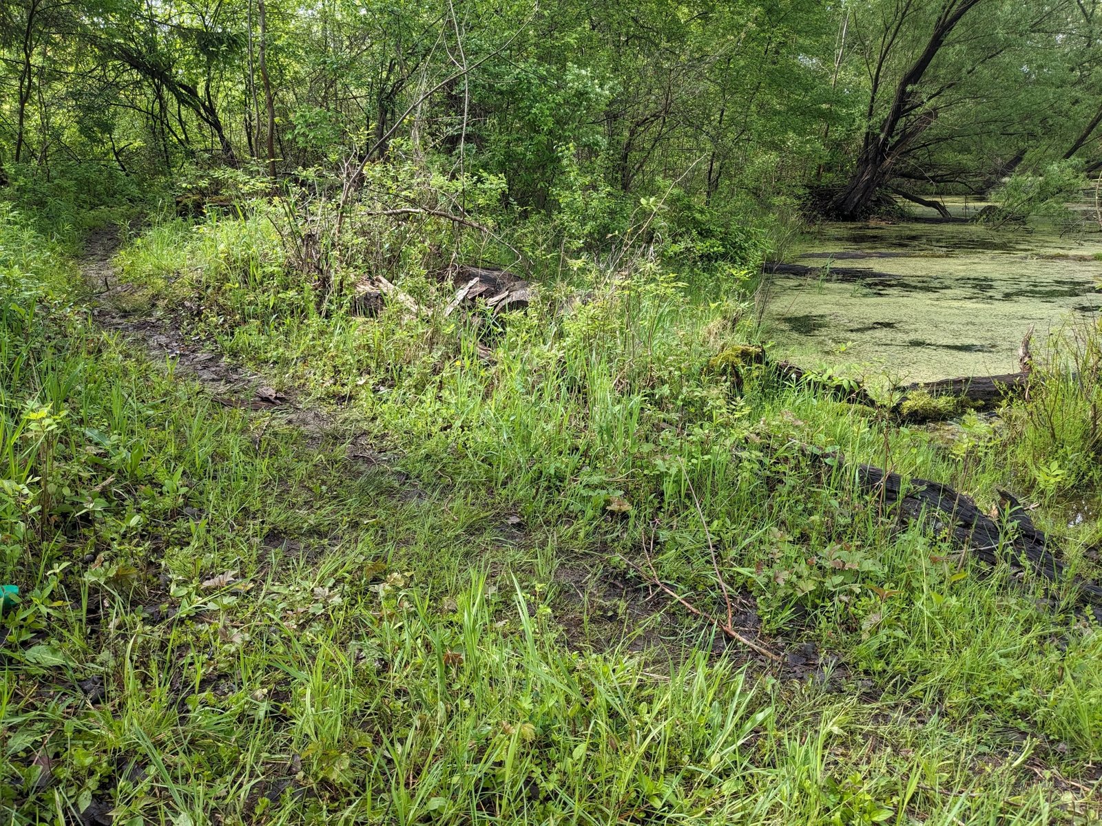 State Road Nature Preserve – Friends of Webster Trails
